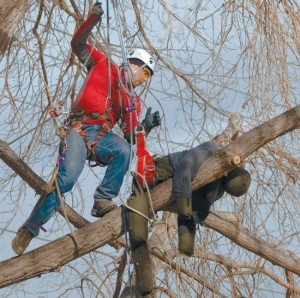 Firefighters, arborists study tree rescue