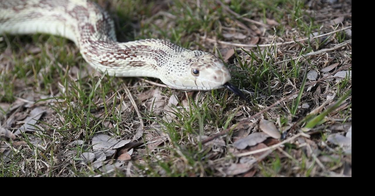 Video: The helpful (and non-venomous) bull snake