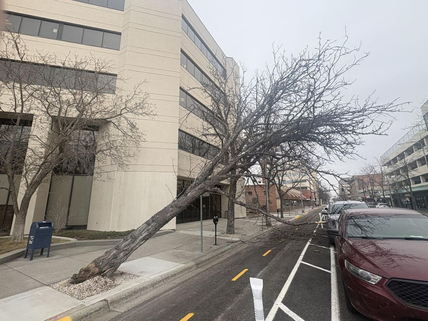 Powerful wind gusts knock out power, down trees in Billings