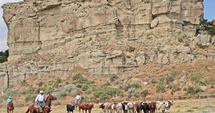 Cowboys and cowgirls drive cattle at Pompeys Pillar during Clark Days