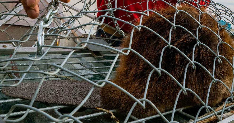 The benefits of beavers as ecosystem engineers highlights Feb. 2 talk