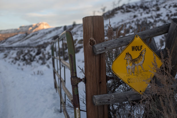 Grizzly bears, wolves killing cattle in western Wyoming