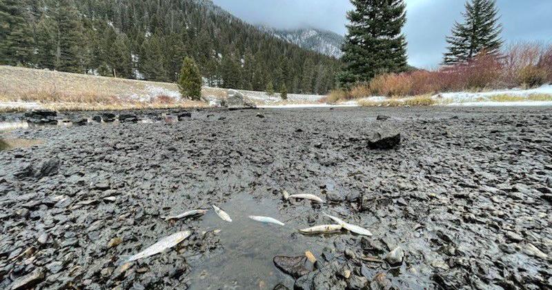 Fish stranded after Hebgen Lake Dam glitch cuts off water to Madison River