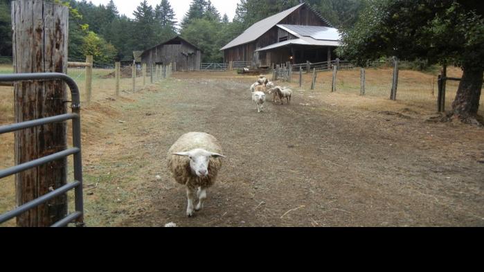 Oregon farm stay gives travelers a peek into rural life | Lifestyles ...