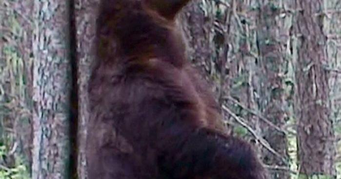 Hunters warned of wounded grizzly bear