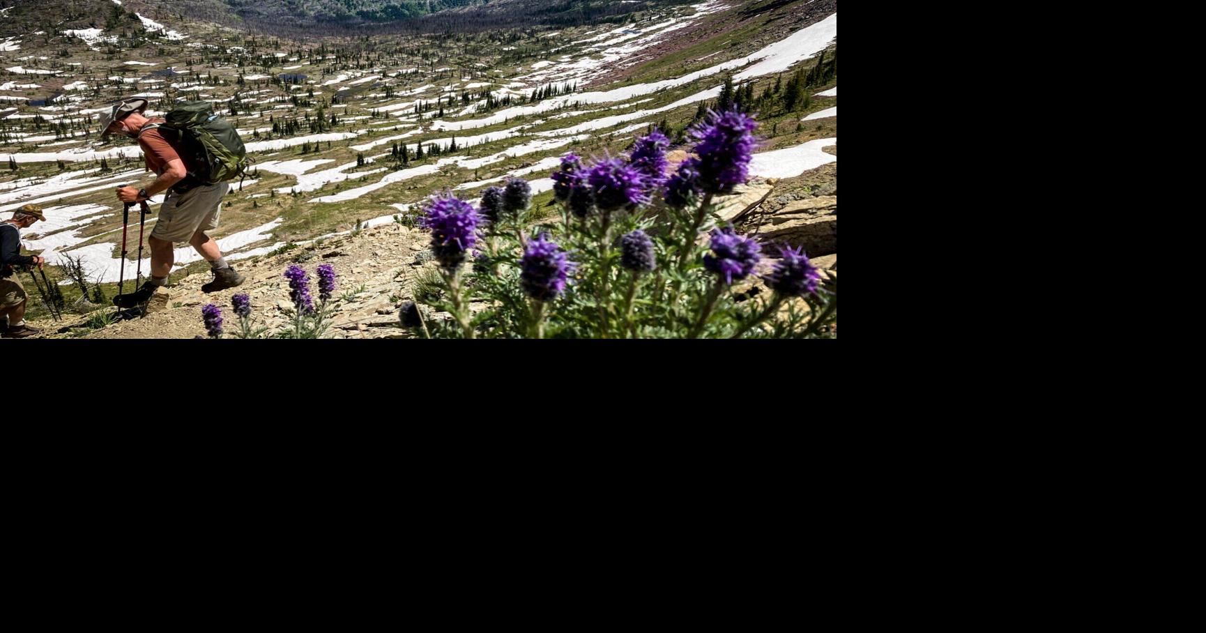 Edward Callaghan: Who is Daines actually working for?