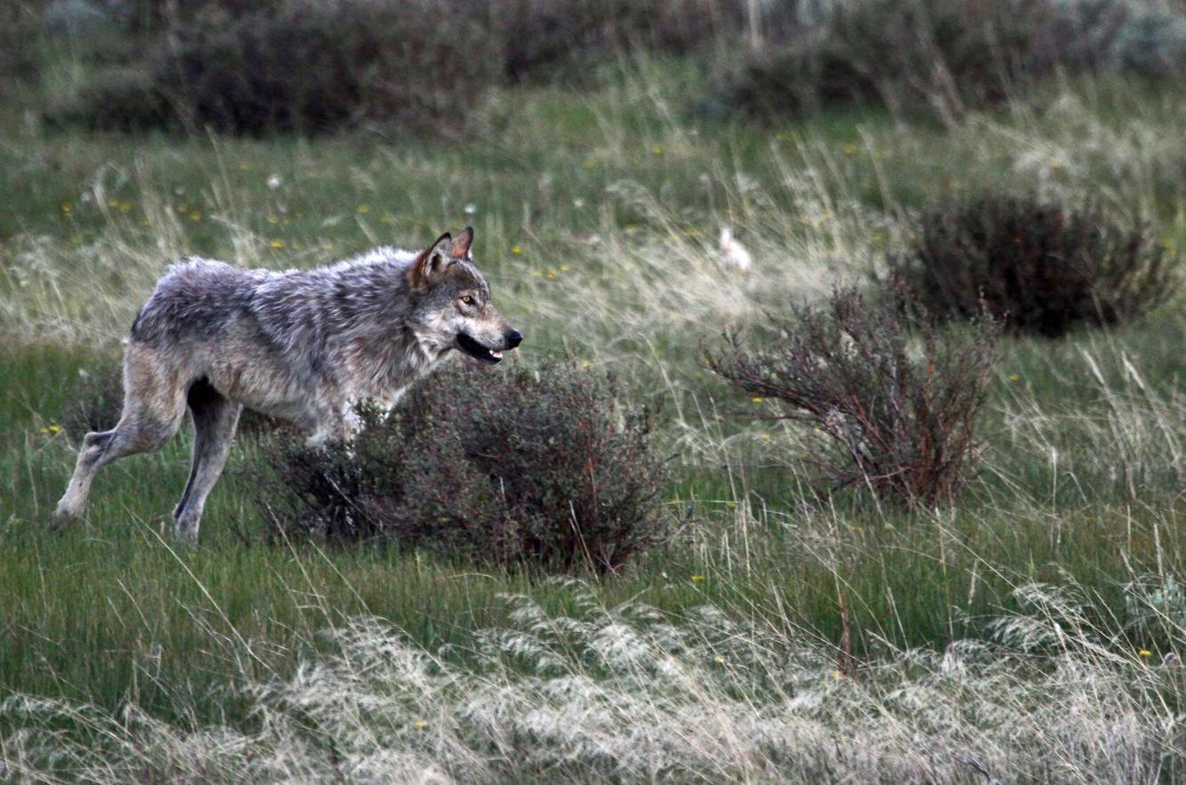 Billings anti-trapping forum sponsored by Footloose Montana