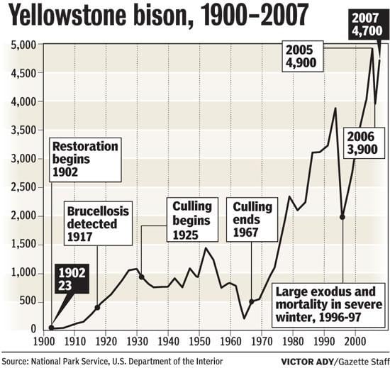 Yellowstone's bison population rebounds to near record levels