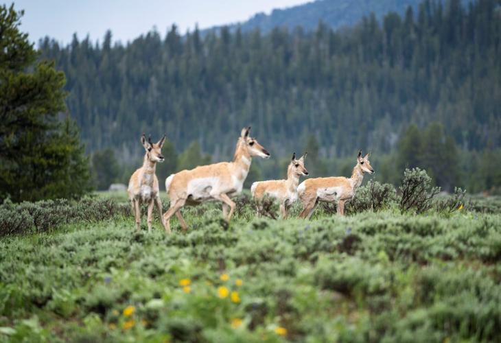Pronghorn survive deadly winter, migrate back to Grand Teton