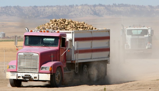 Farmers truck sugar beets to the beet dump