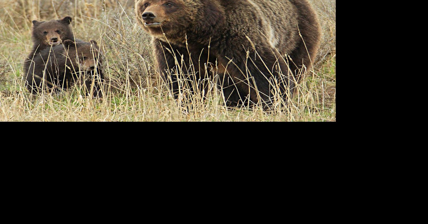 Yellowstone trail reopens following woman's bear-mauling