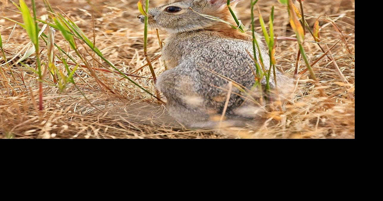 Rabbit disease found across Wyoming