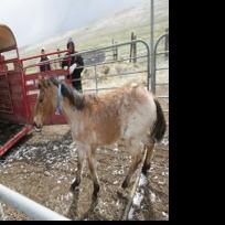 Leachman horses bring $380,365