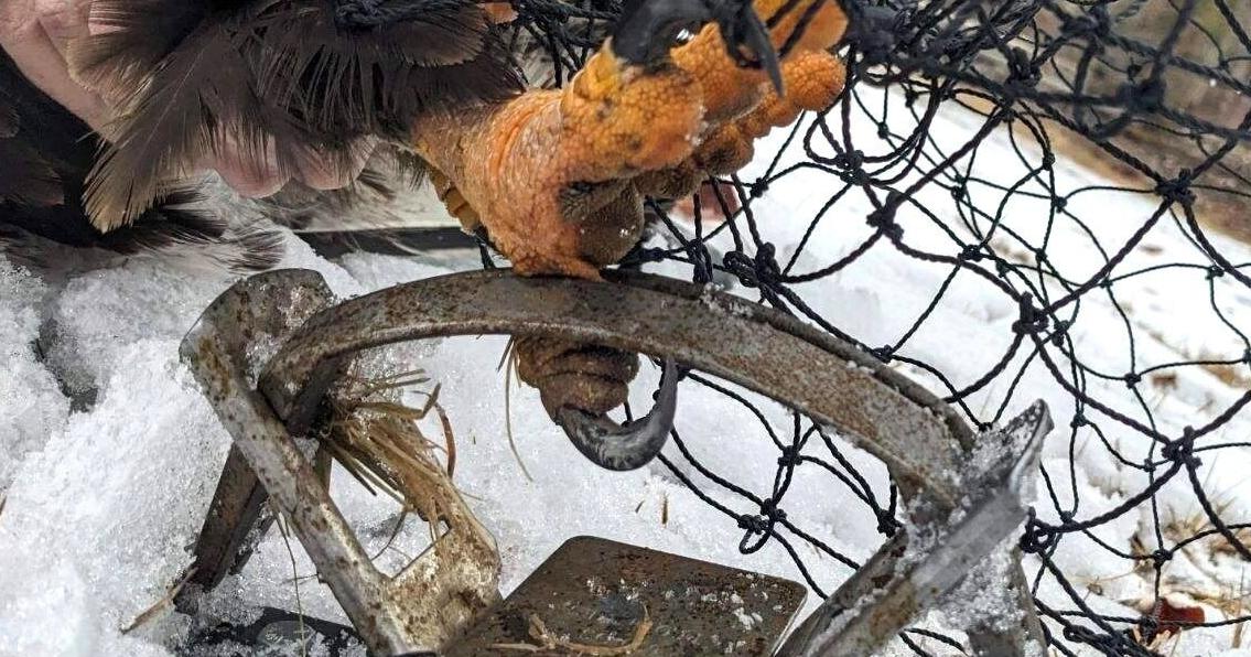 Billings anti-trapping forum sponsored by Footloose Montana