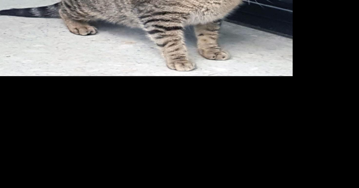 Pet of the Week: Nala