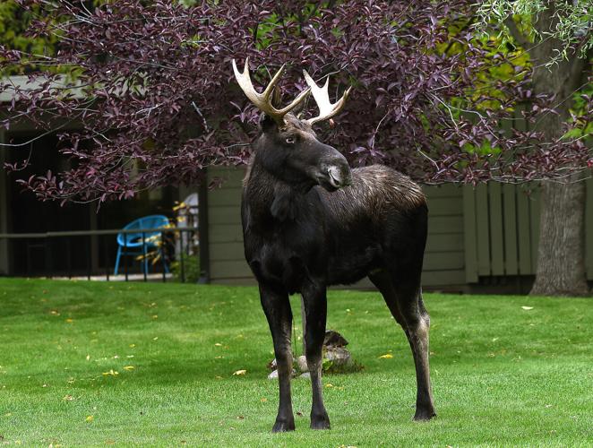 Bull moose hanging around Billings West End