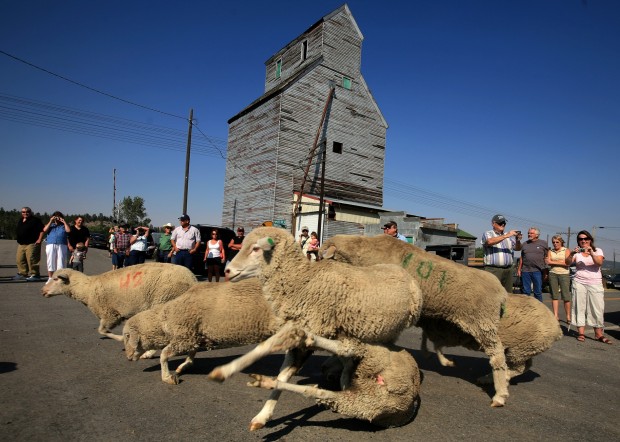 Sheep drive thunders through Reed Point