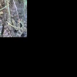 Central Montana rattlesnake enthusiast's latest video goes viral