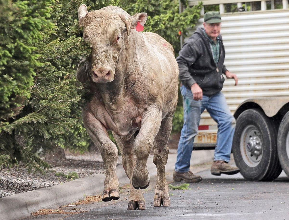 Runaway bull shot after 4-mile chase through south Billings