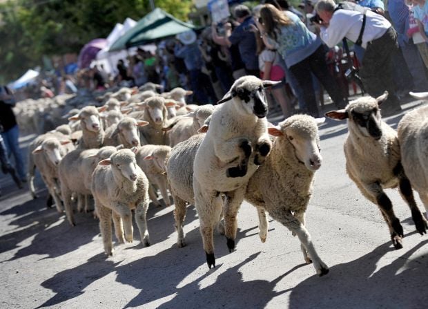 Thundering herd: Sheep drive continues to evolve, drawing thousands to ...