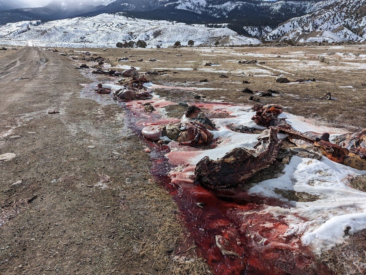 National Park Service removes bison to reduce population