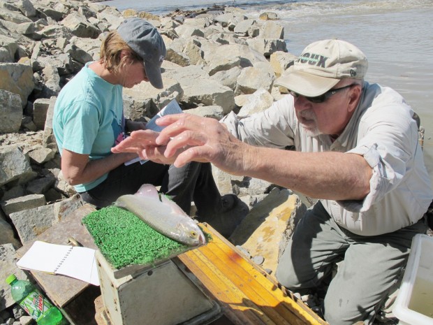 Yellowstone River trout, suckers killed for ExxonMobil oil spill testing