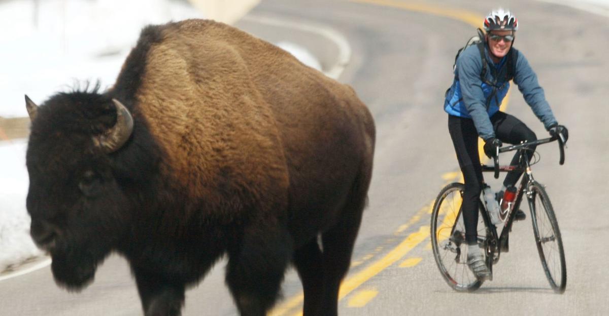 Though they look tame, bison don't want to be in your selfie