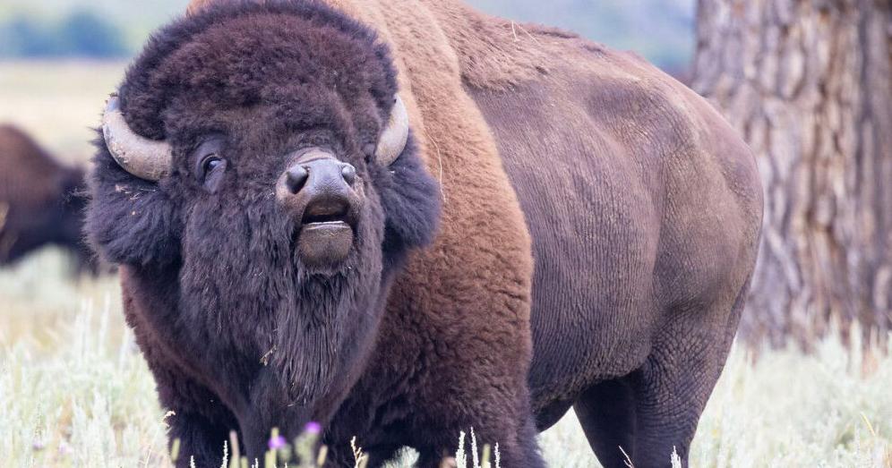 Yellowstone superintendent defends draft bison plan