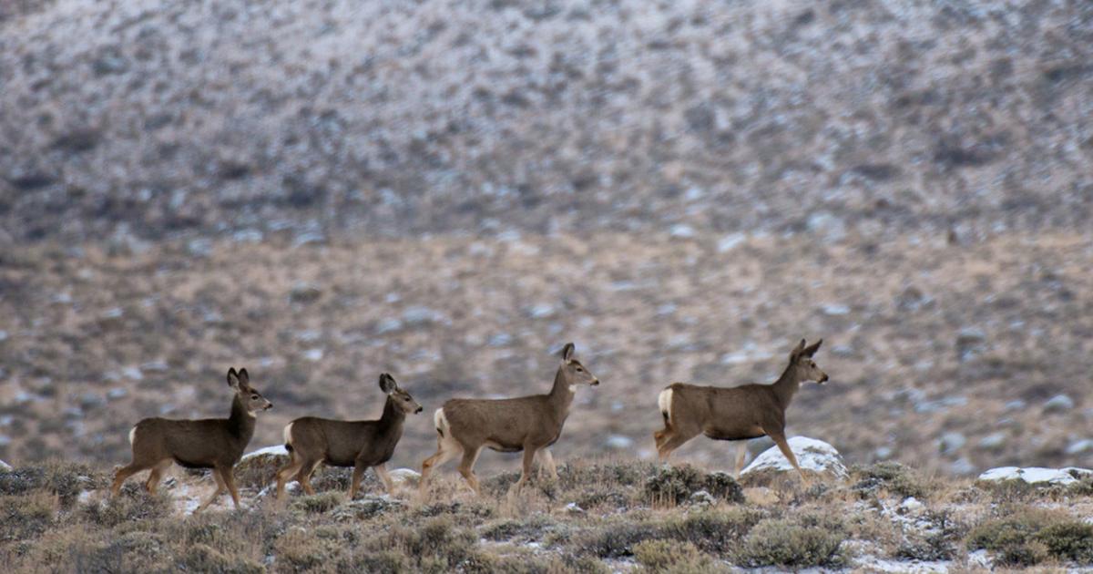 Feds To Close Seasonal Migration Route Of Mule Deer