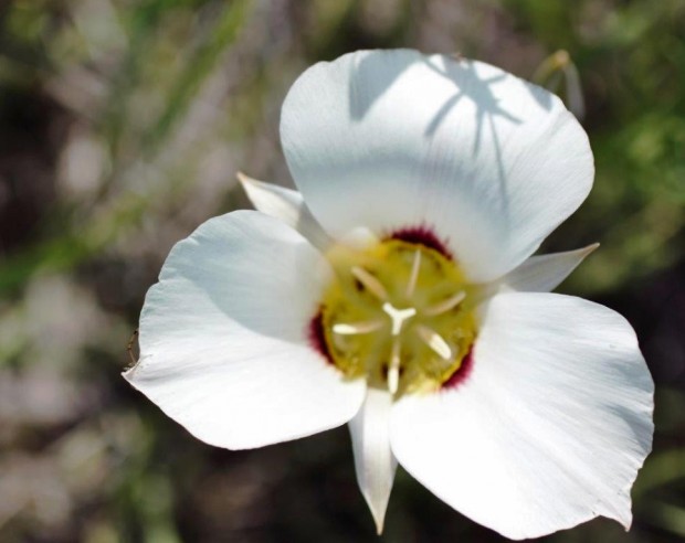 Wyoming outdoors: Spring flower show in full bloom