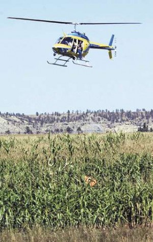 Farmers fight night raids on crops as harvest nears