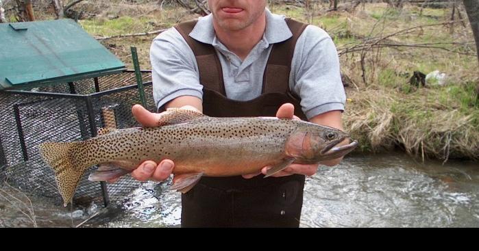 Bone analysis allows researchers to track cutthroat trout's movements
