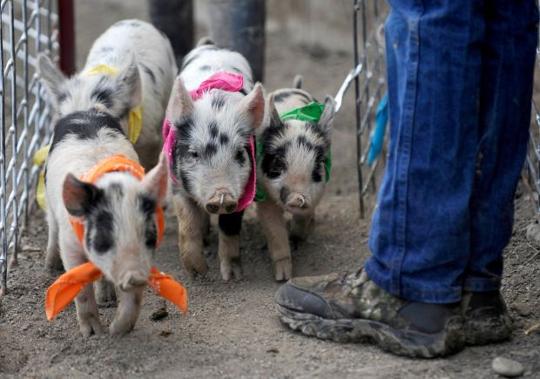 Pig racing in Bearcreek