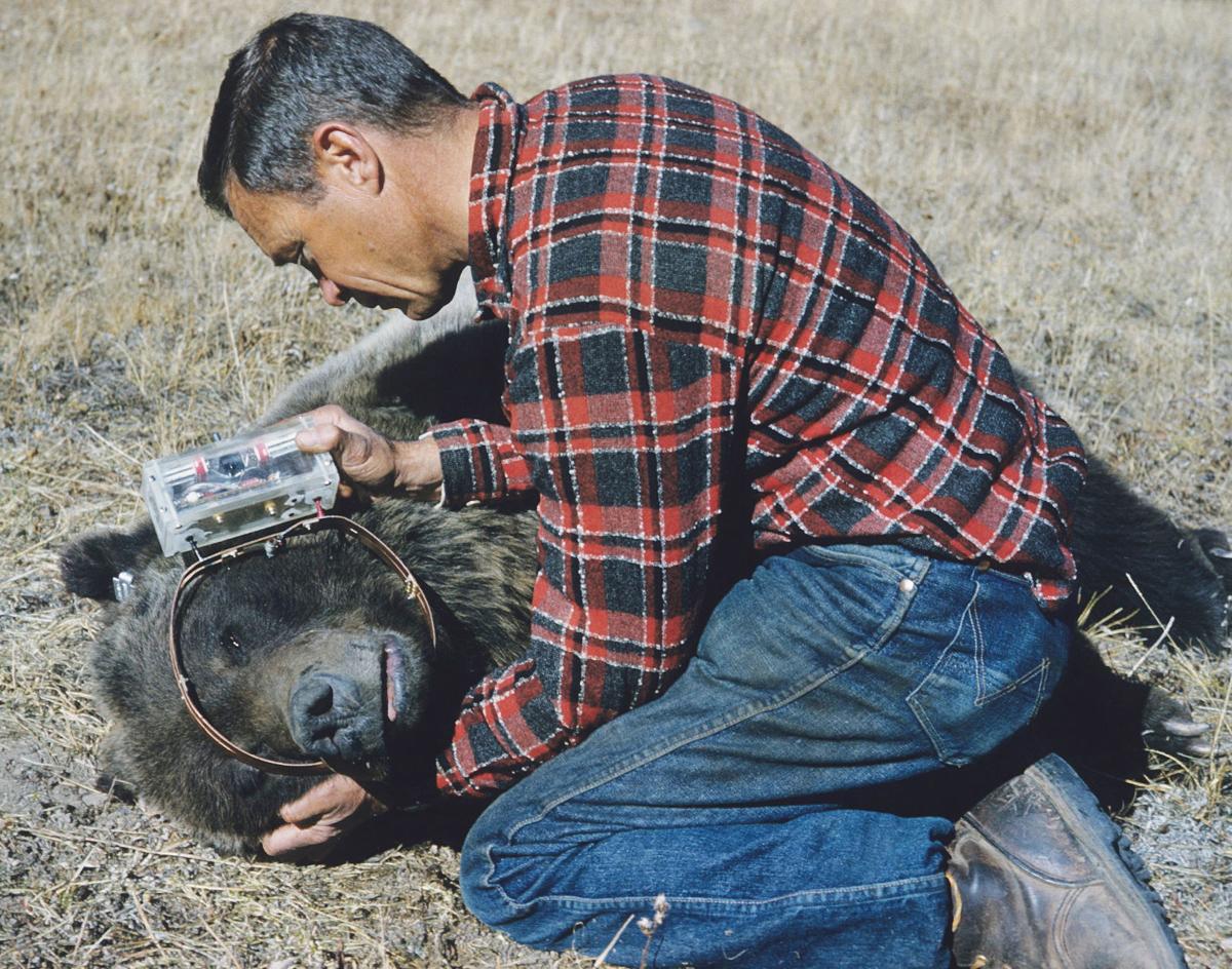 Noted grizzly bear researcher, conservationist Frank Craighead's papers ...