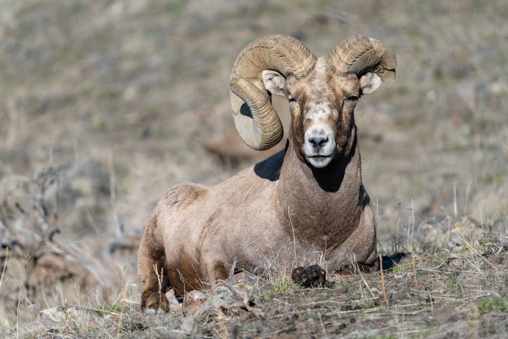 Bighorn sheep transfer, new Yellowstone River FAS OK'd