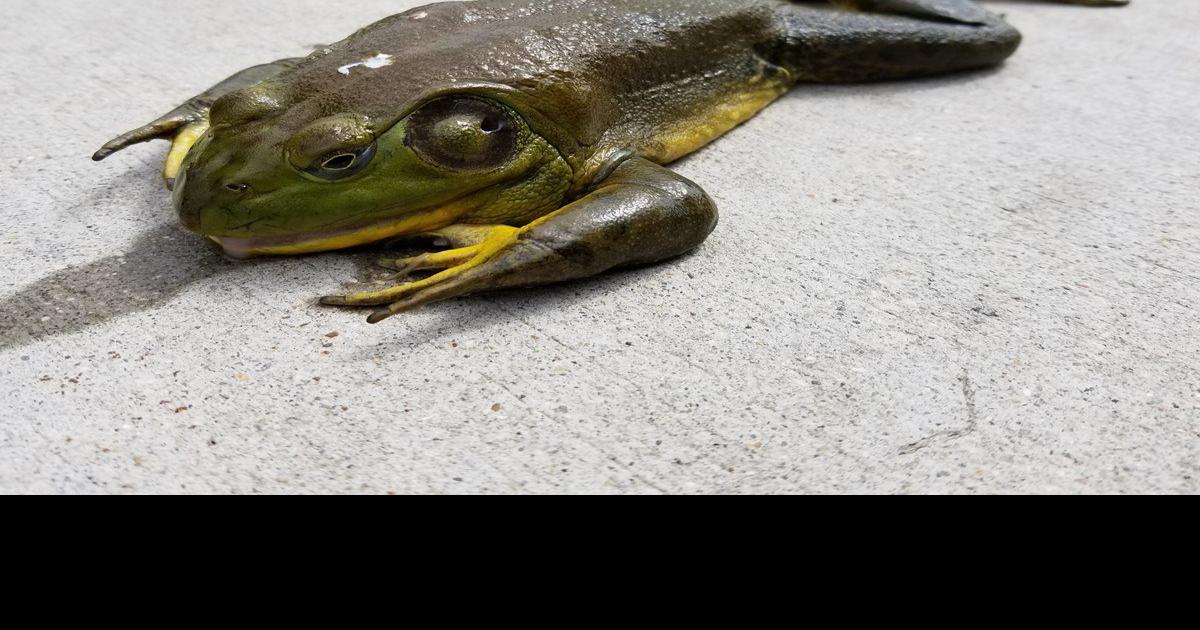 Invasive bullfrogs threaten native species in Sheridan waters