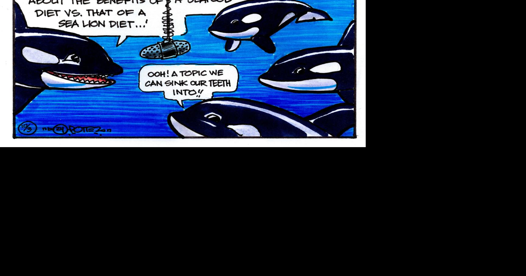 Orcas near Chile recorded eating dusky dolphins