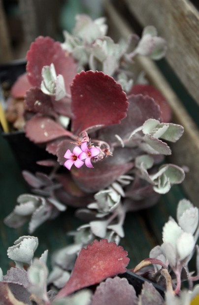 Succulent Savvy | Home & Garden | billingsgazette.com