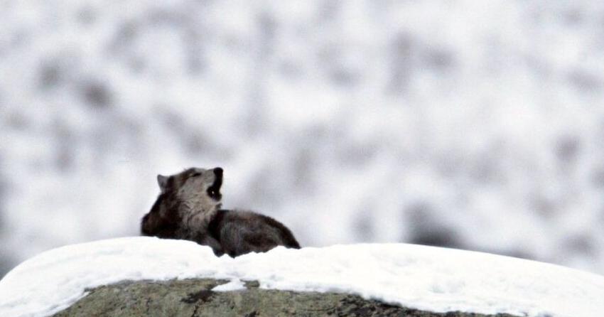 Yellowstone wolf population rebounds in wake of heavy Montana hunter ...