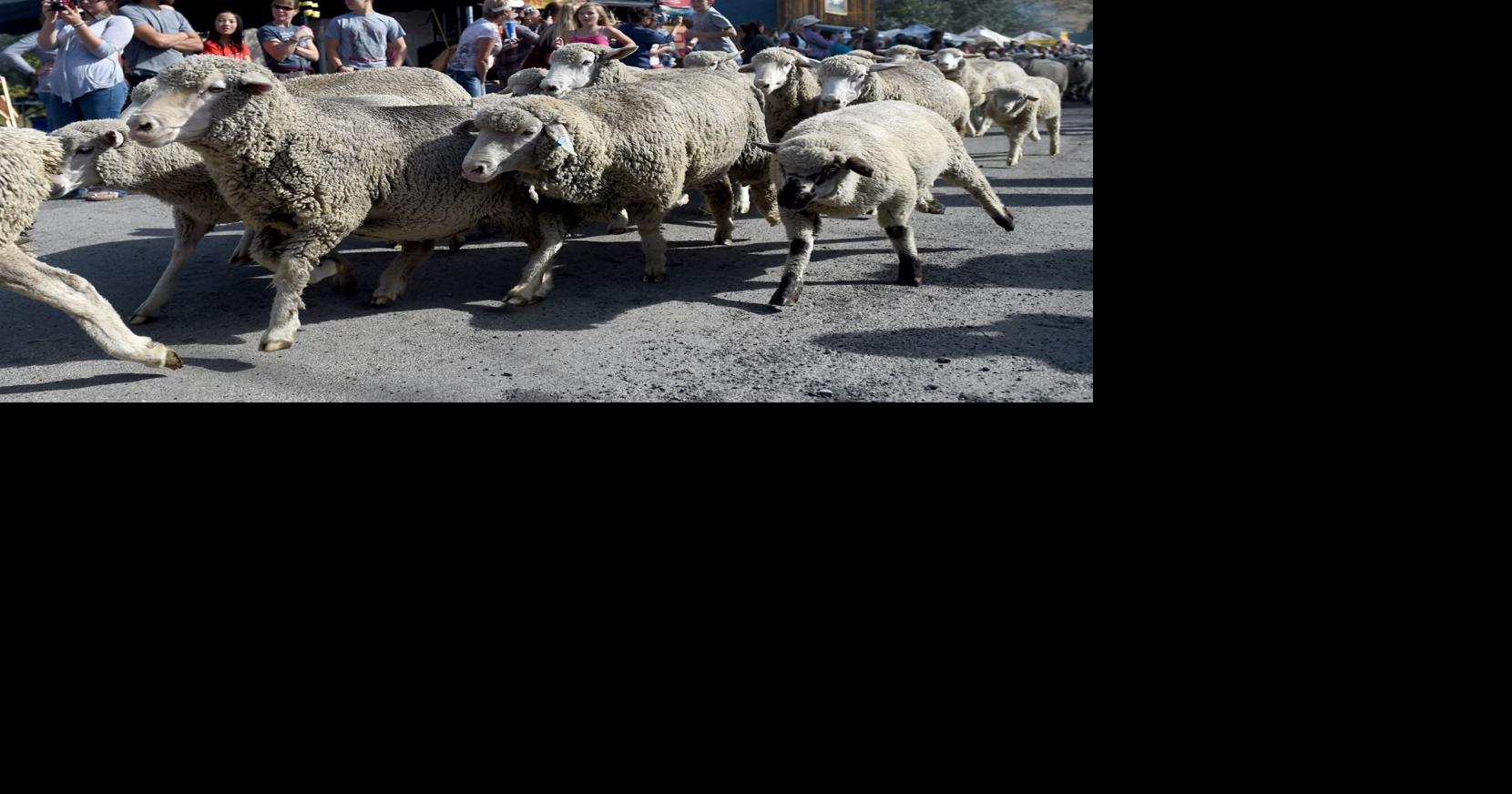 Sheep drive leaves smiles and droppings in downtown Reed Point