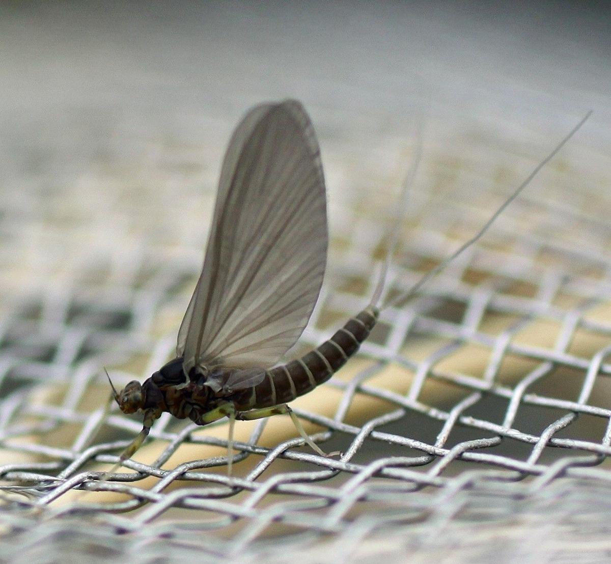 Wyoming outdoors: Blue-winged olives hatching on Bighorn River