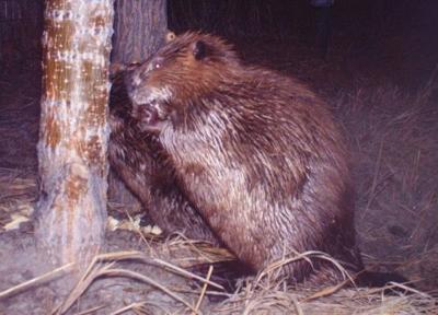 Beavers once parachuted into Idaho's backcountry