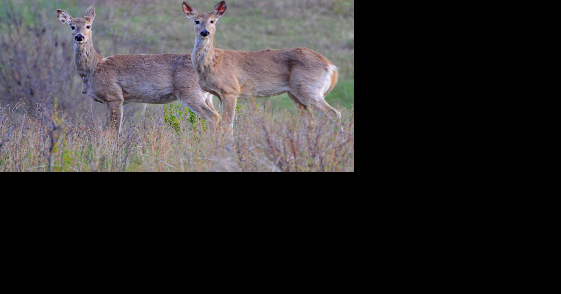 Ruby Valley deer management hunt to control disease filled