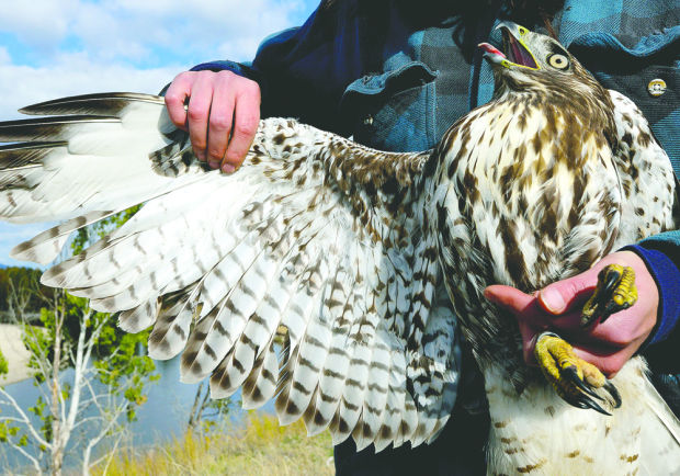Reports of bullet-riddled raptors increase as bird season opens
