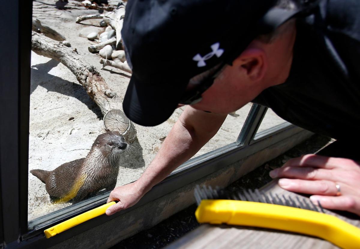 Photos: Volunteers spruce up zoo ahead of AZA inspection