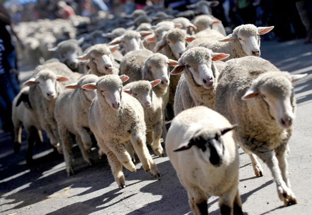 Thundering herd: Sheep drive continues to evolve, drawing thousands to ...