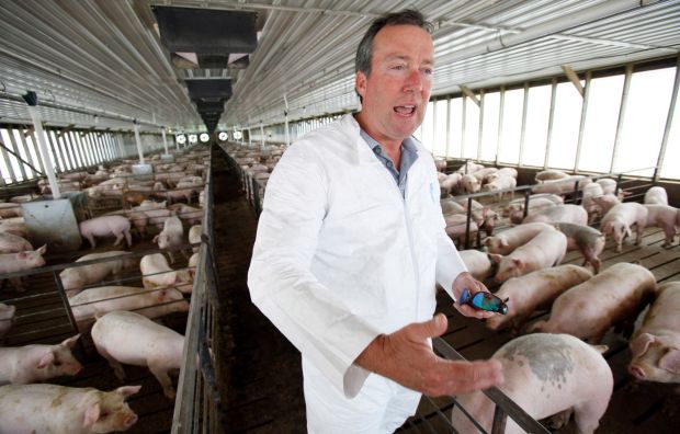 Deadly pig virus hits Montana hog farms
