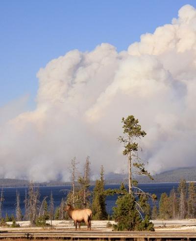 Fire in Yellowstone burns 1,600 acres