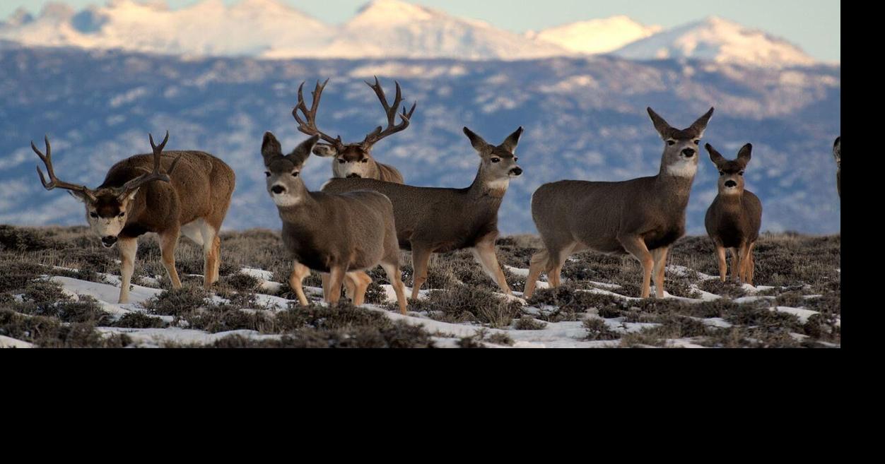 Wyoming finds more chronic wasting disease in mule deer