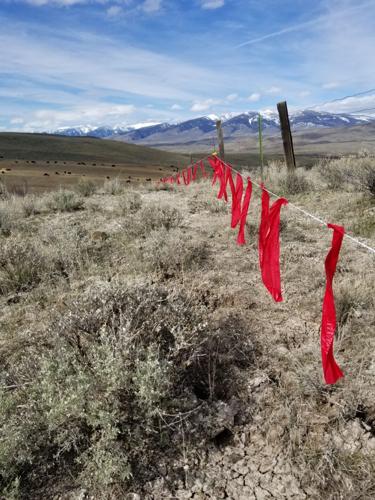 Federal funds help Montana coalition fence out grizzly bears, wolves